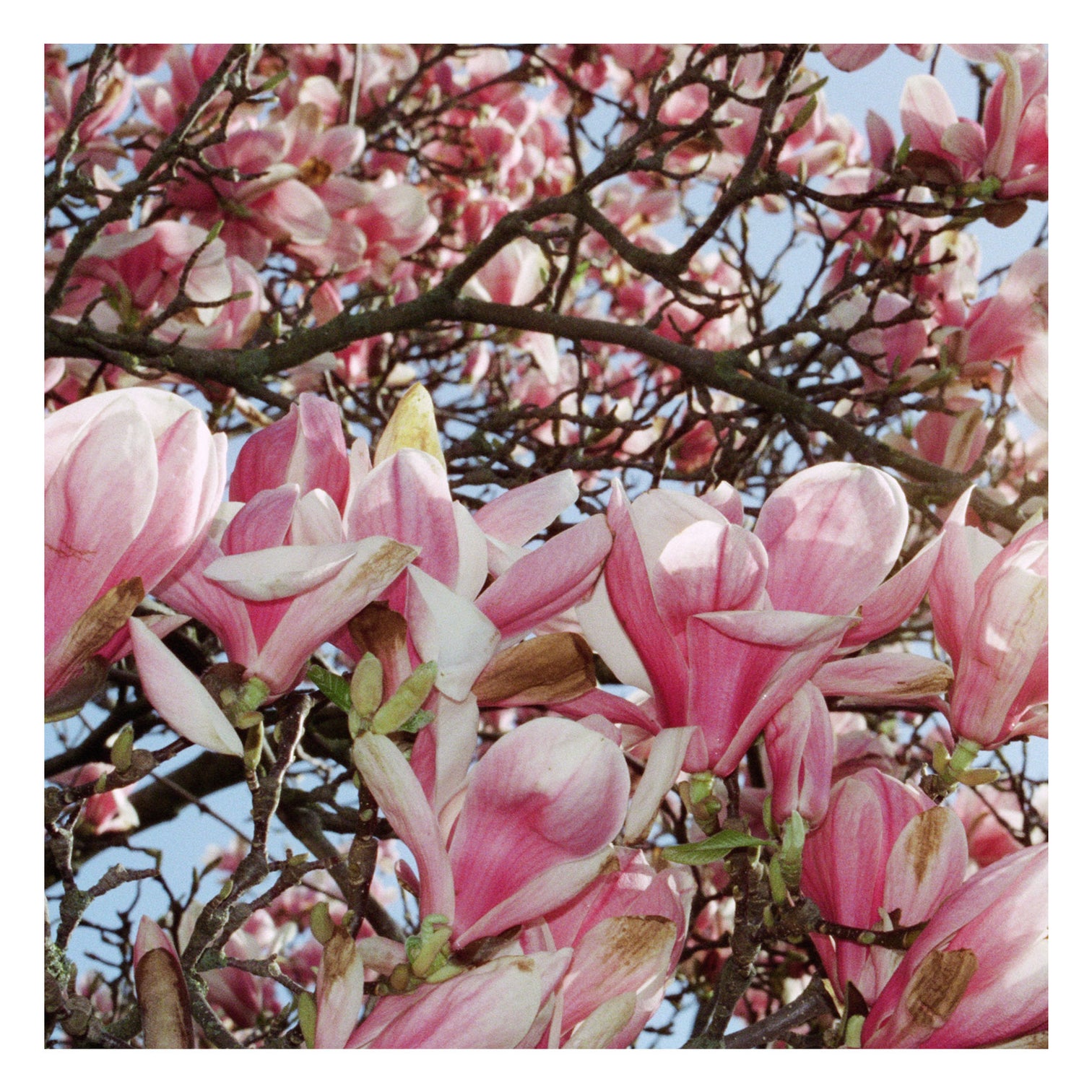 New West | Official Website